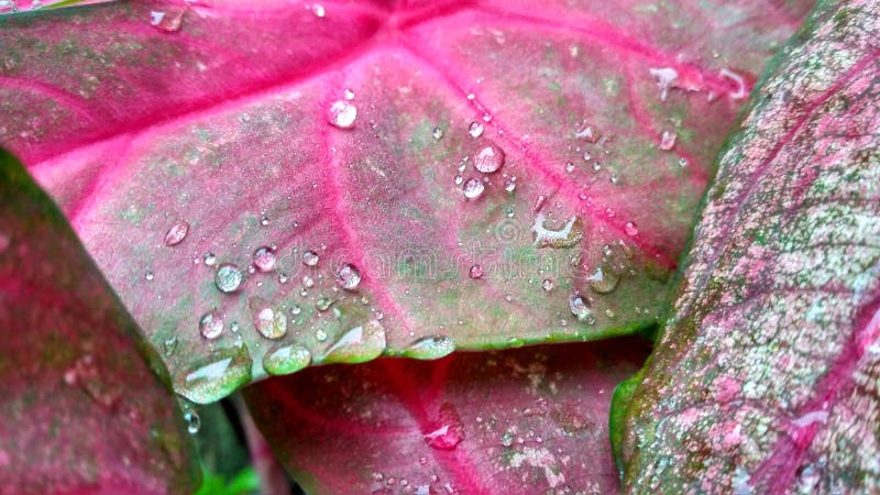 Water Drop after Rain on the Pink Taro Leaf Stock Photo - Image of pink ...