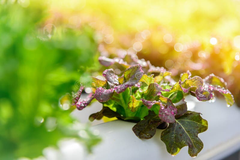 Water Drop on Red Batavia Lettuce Hydroponics Vegetable Farm Stock ...