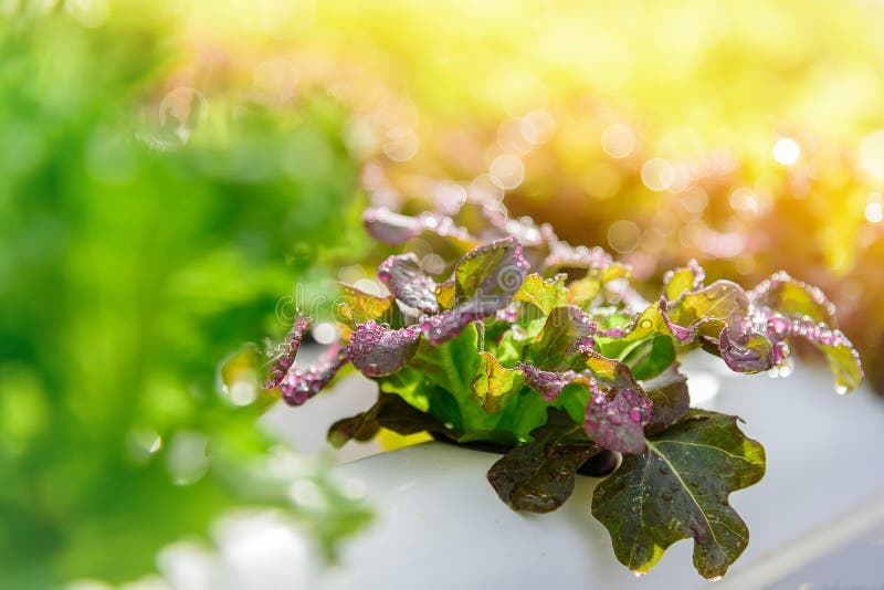 Water Drop on Red Batavia Lettuce Hydroponics Vegetable Farm Stock ...