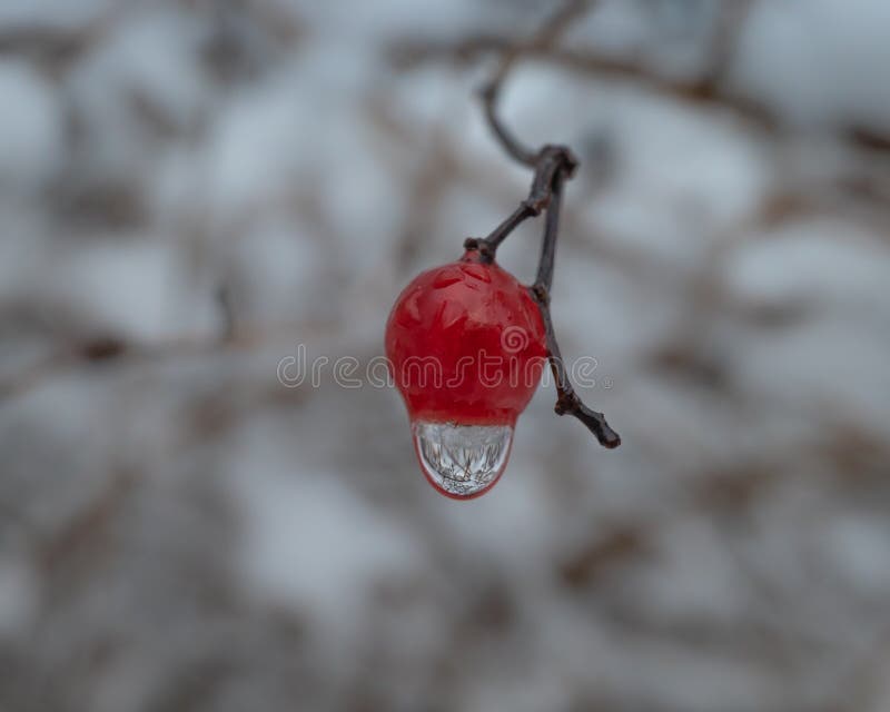 Water Drop on Red Berry in the Snowy Winter Forest Stock Photo - Image ...