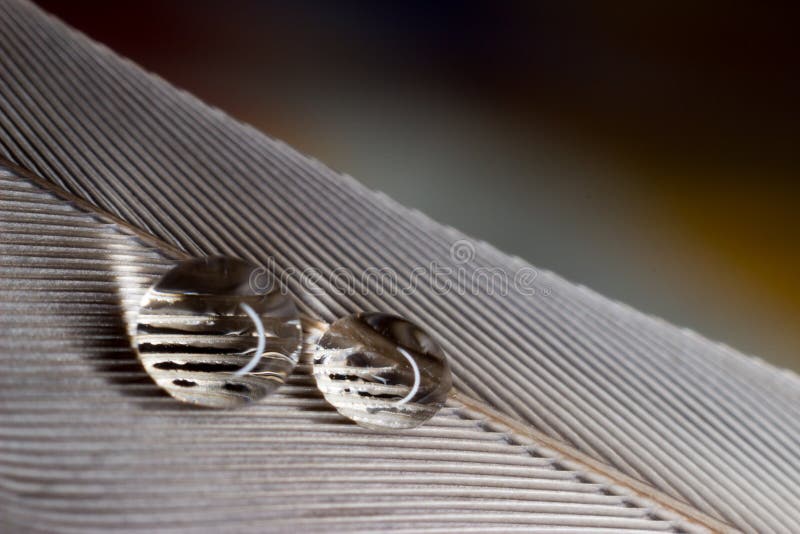 Water Drop Refraction, Magnification, Optics Stock Photo - Image of ...