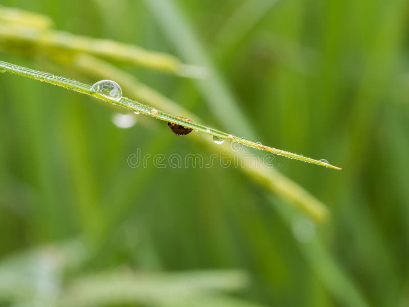 Water Drop on the Rice Leaf Stock Image - Image of bright, farming ...