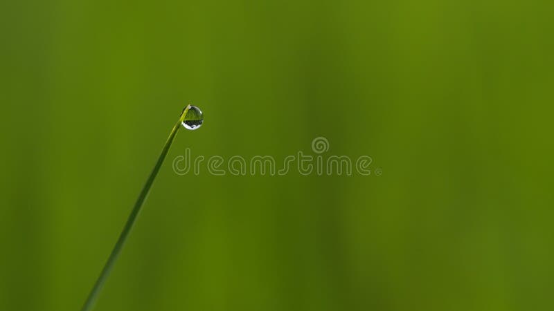 Water Drop of Rice Leaf stock photo. Image of farmland - 78453254