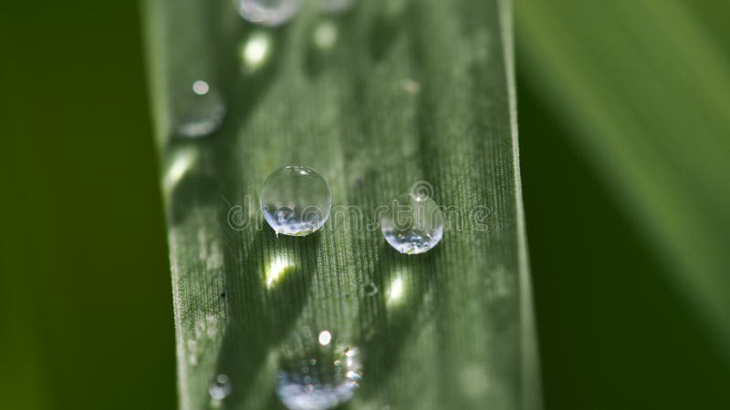 Water Drop of Rice Leaf stock image. Image of food, bright - 78453249