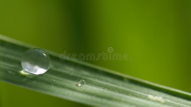 Water Drop of Rice Leaf stock photo. Image of farmland - 78453252