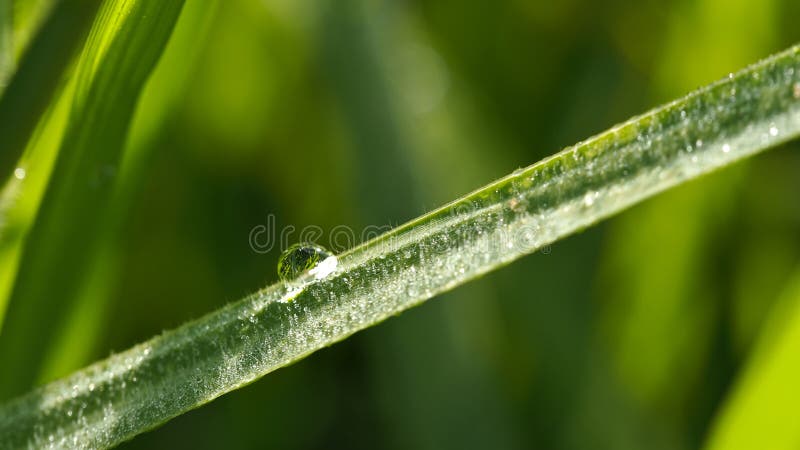 Water Drop of Rice Leaf stock image. Image of countryside - 78453307