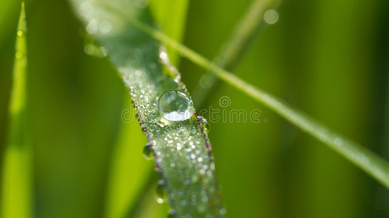 Water Drop of Rice Leaf stock image. Image of asian, farming - 78453315