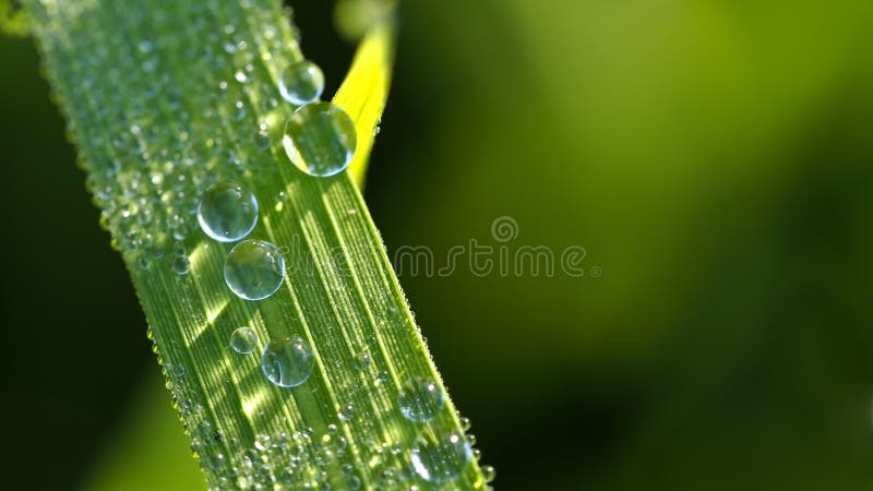 Water Drop of Rice Leaf stock image. Image of asian, garden - 78453385