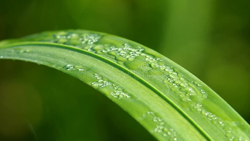Water Drop Shine in Sun Light. Stock Video - Video of color, nature ...