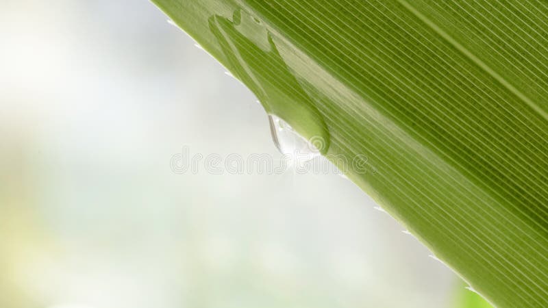 Water Drop Shine in Sunlight on Green Leaf Stock Photo - Image of ...