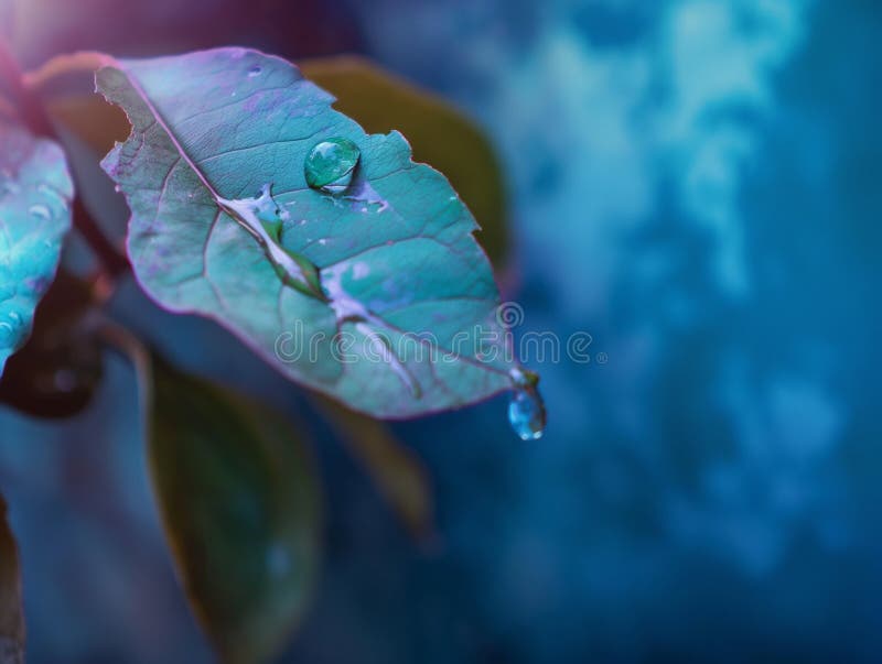 Water Drop Splash on Leaf, Blue Colored Stock Photo - Image of splash ...