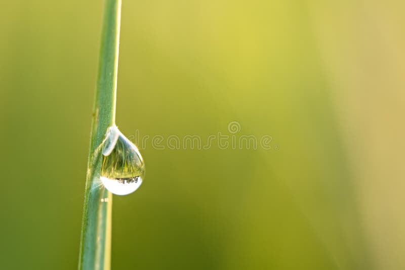 Water Drop on a Stalk of Grass. Stock Image - Image of leaves, macro ...