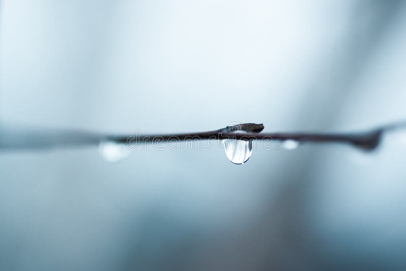 Water Drop on the Thin Branch, Macro Shot in Fog Stock Image - Image of ...