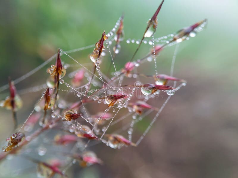 Water drop on thin plant stock photo. Image of leaf - 235472432