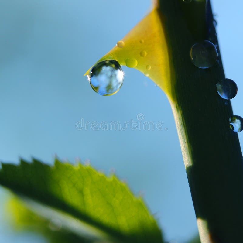 Water drop on a thorn stock image. Image of leaf, stalk - 25419119