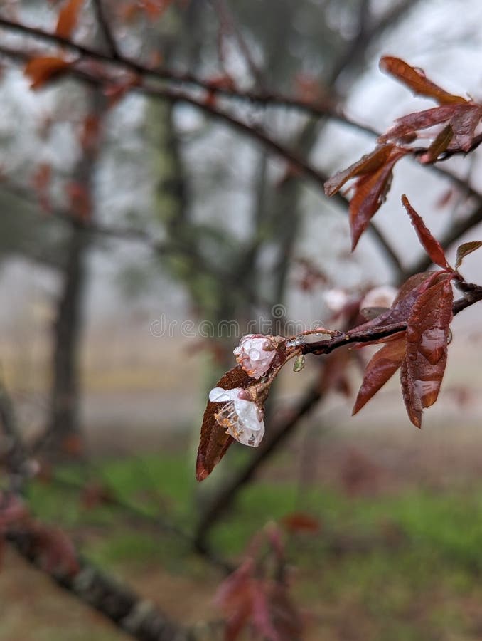 Water Drop on Tiny Tree Bud in the Rain and Fog Stock Photo - Image of ...