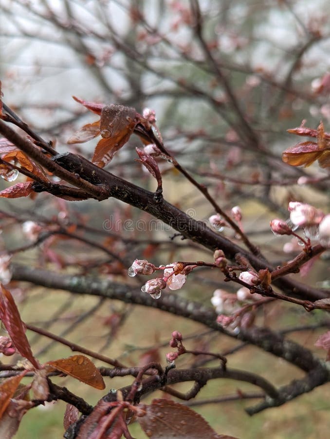 Water Drop on Tiny Tree Bud in the Rain and Fog Stock Photo - Image of ...