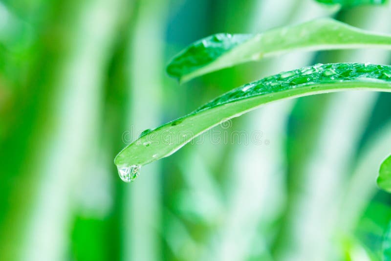 Water Drop at Tip of Leaf,Nature Concept,Natural Empiperal. Stock Photo ...