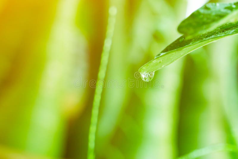 Water Drop At Tip Of Leaf,Nature Concept,Natural Empiperal. Stock Photo ...