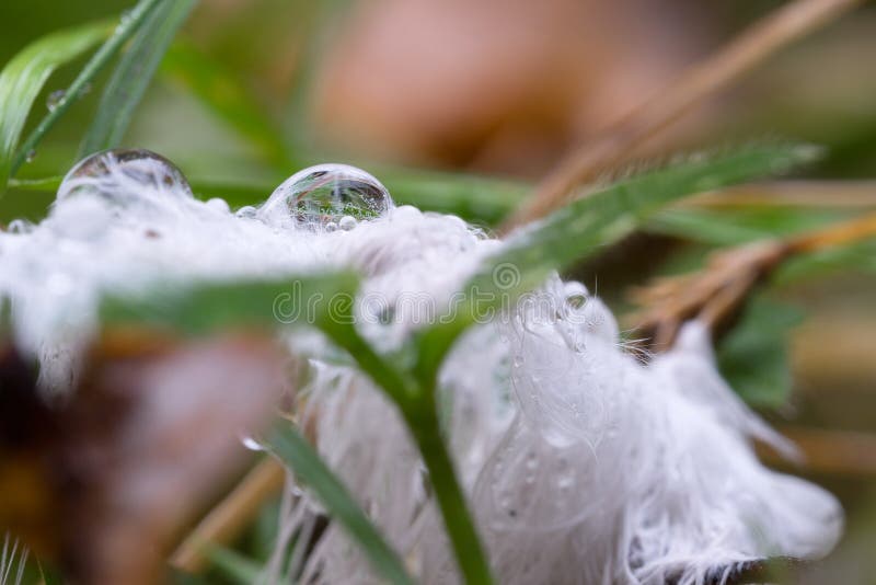 Water Drop on Top of a Bird Feather Stock Photo - Image of long, green ...