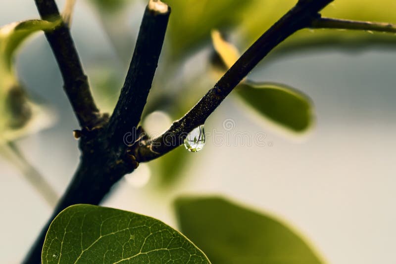 Water drop on tree branch stock photo. Image of branch - 61167748
