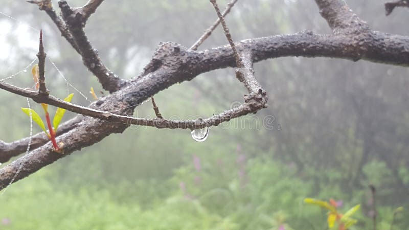 Water drop on tree branch stock image. Image of green - 174556343