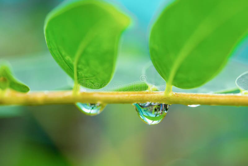 Water Drop of Tree Branch. Drop of Dew after the Rain Stock Photo ...