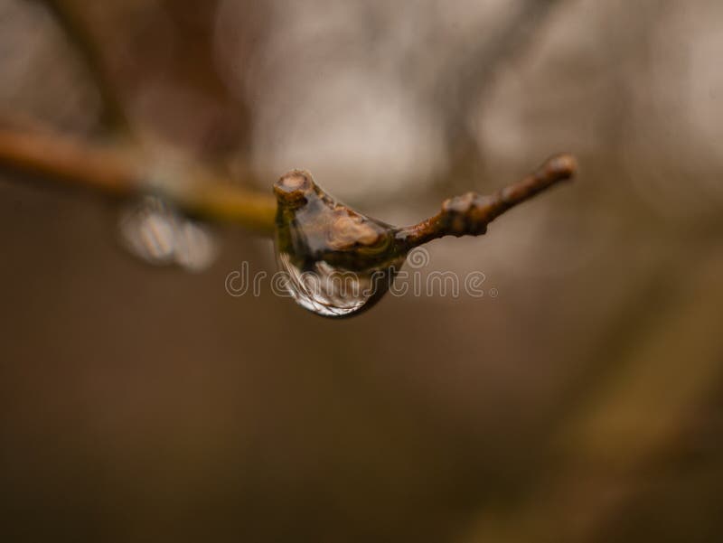 Water Drop at the Tree Macro Close Up Stock Photo - Image of branch ...