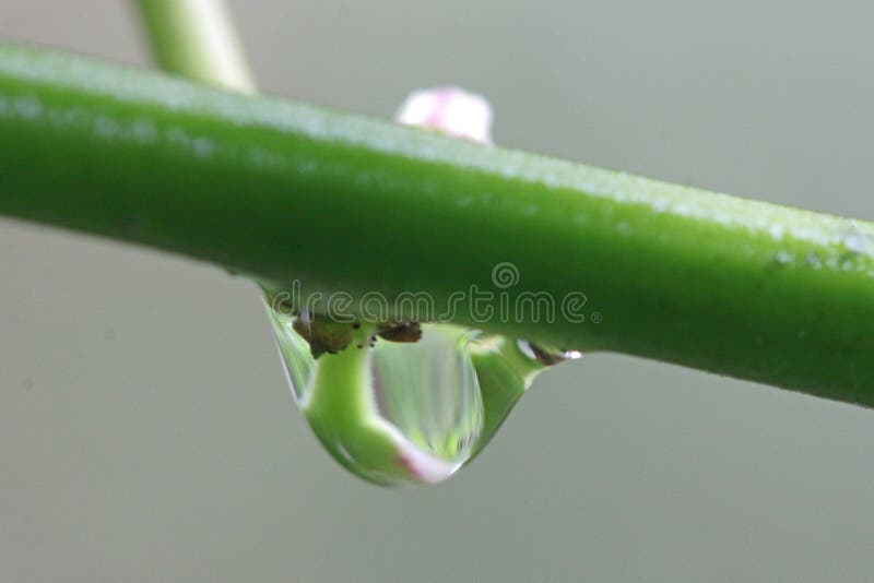 Drop on a twig after rain stock photo. Image of leaves - 235195228