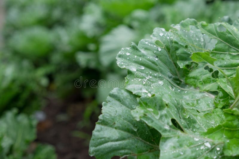 Water drop on vegetable stock photo. Image of water, food - 84420264