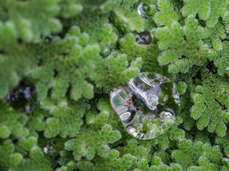 Water Drop on Water Fern stock image. Image of color - 83250221