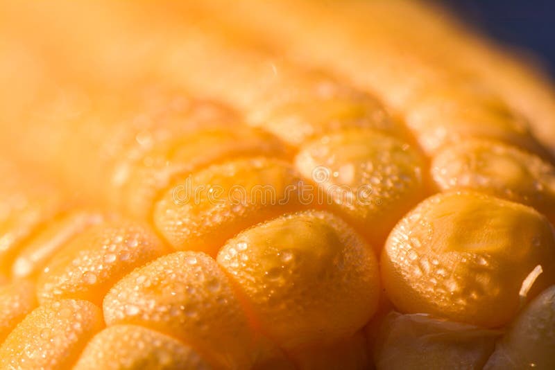 Water Drop on Yellow Corn,select Focus. Stock Image - Image of detail ...