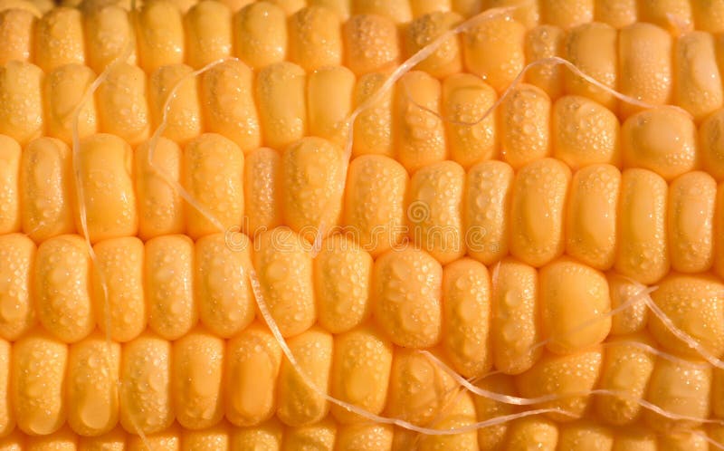 Water Drop on Yellow Corn,select Focus. Stock Photo - Image of healthy ...