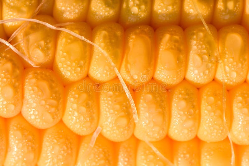 Water Drop on Yellow Corn,select Focus. Stock Image - Image of drop ...