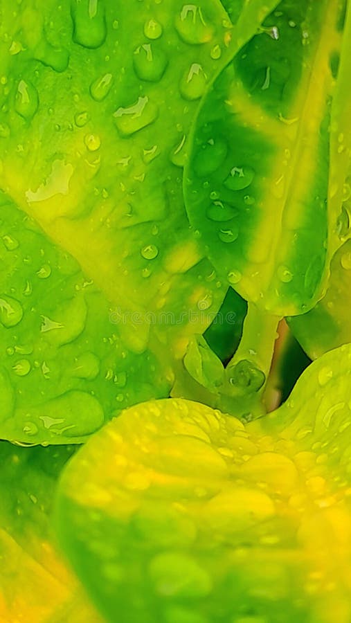 Water Drop on the Yellow Green Leaf Stock Image - Image of light, water ...