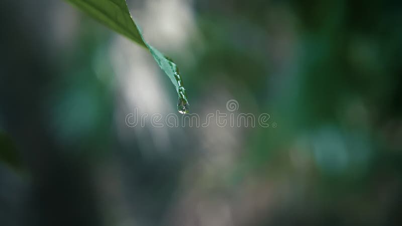 Water Droplet Dripping from Fresh Mint Leaf. Home Garden in Macro and ...