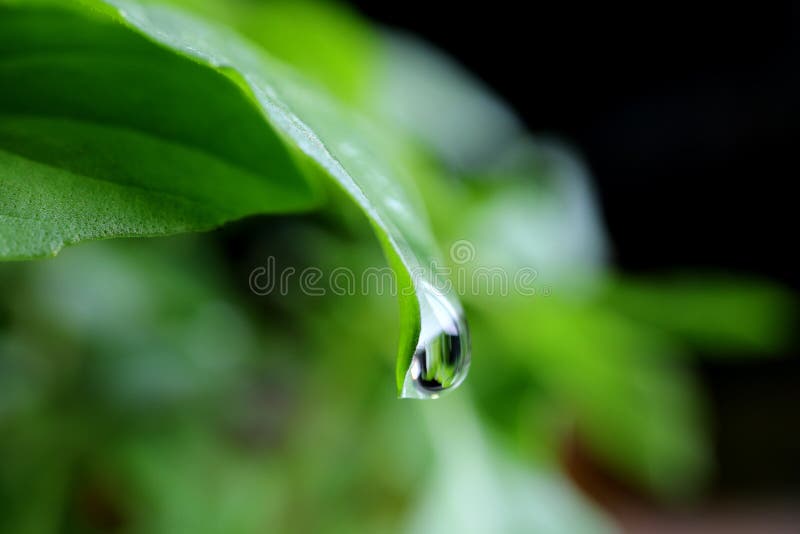 Water Droplet Dripping from Green Leaf Tip, Macro Shot Stock Image ...