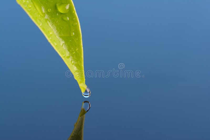 Water dripping off a leaf stock photo. Image of background - 9567008