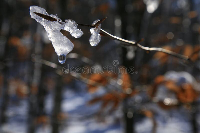 Melting Snow stock photo. Image of snow, snowflake, brisk - 4315768