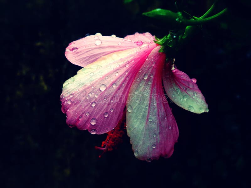Water Droplets on a Back View Flower on an Evening Stock Image - Image ...