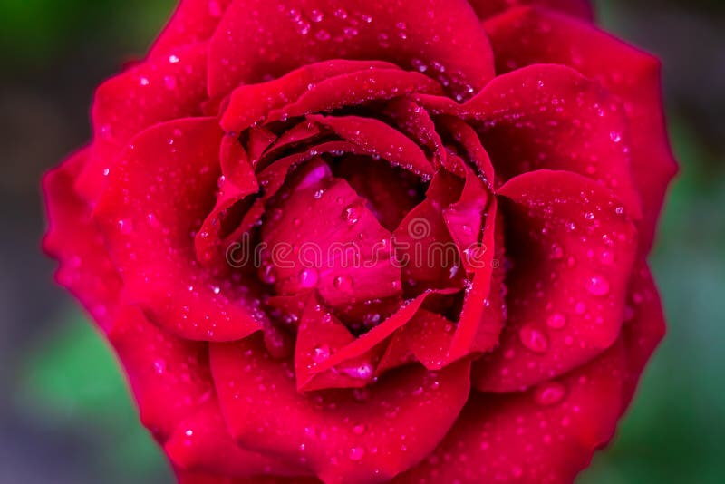 Water Droplets on a Beautiful Red Rose Closeup. Selective Focus Stock ...