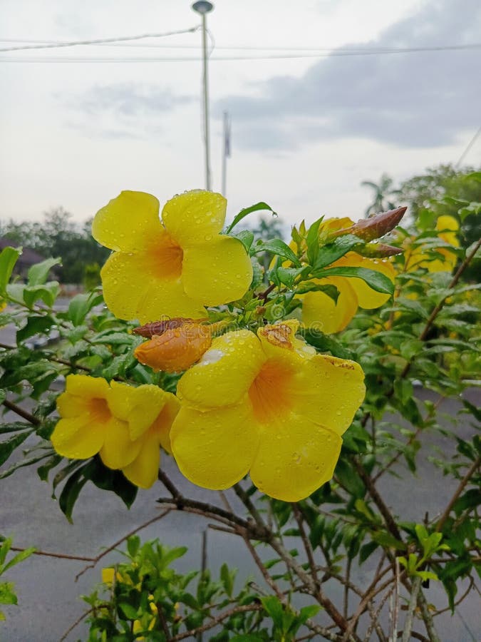 Water Droplets on a Blooming Flower Yelow Stock Photo - Image of yelow ...
