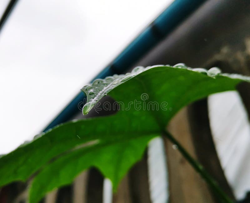 Water Droplets Dripping from the Leaves Stock Photo - Image of dripping ...
