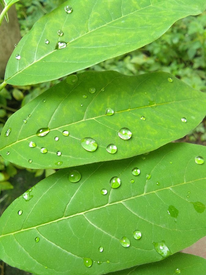 Water Droplets that Fall on the Leaf Surface Stock Photo - Image of ...