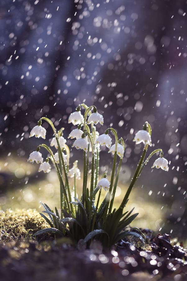 Water Droplets Falling on Spring Snowflake Flowers in Sunshine Stock ...