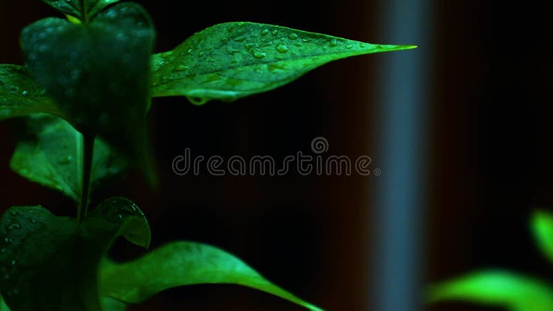 Raining Day in Tropical Forest. Rain Drop on Leaf Tree Stock Video ...