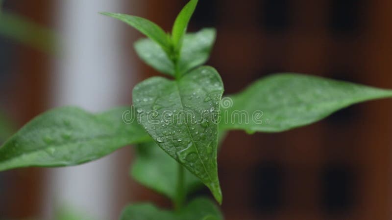 Raining Day in Tropical Forest. Rain Drop on Leaf Tree Stock Video ...