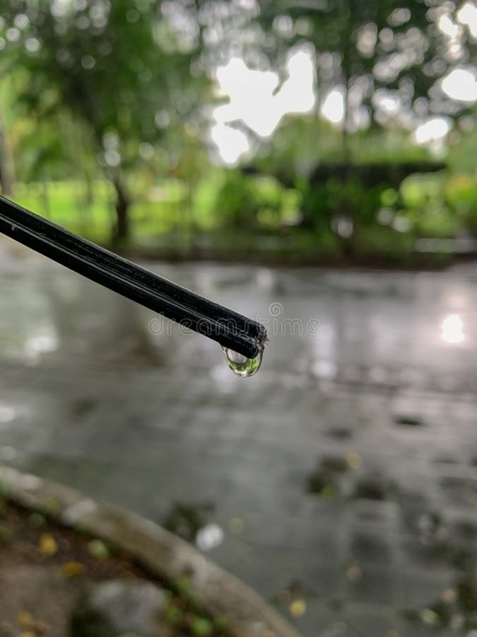 Water Droplets Flow at the End of the Tree Branch Stock Image - Image ...