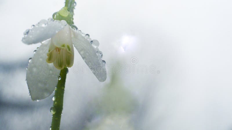 Snow droplets stock image. Image of condensation, background - 110045205