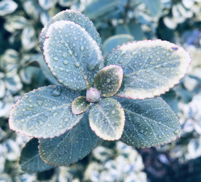 Fresh Droplets after Rain stock image. Image of fresh - 204029871